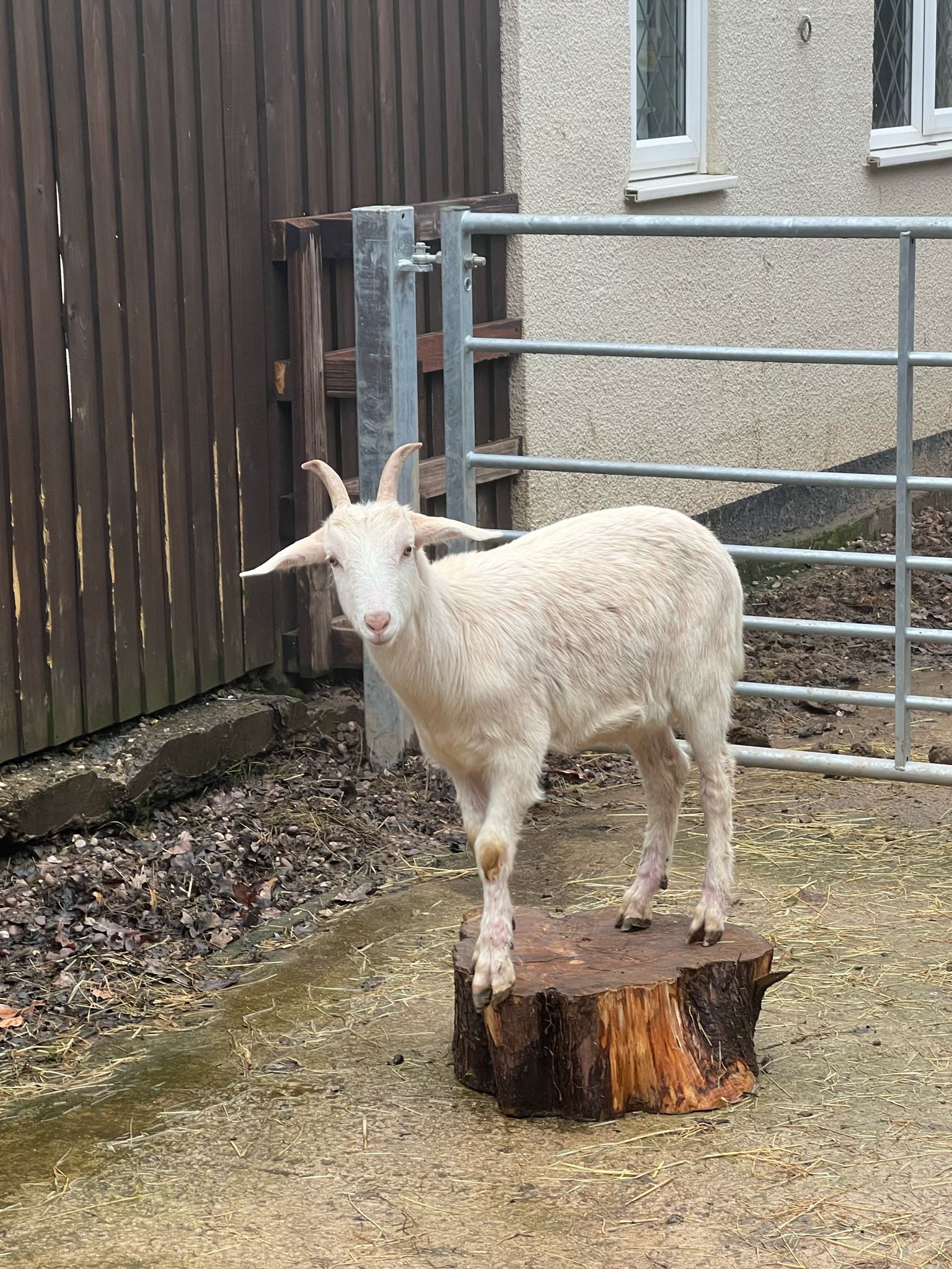 Goats | Greenwood Farm Animal Sanctuary