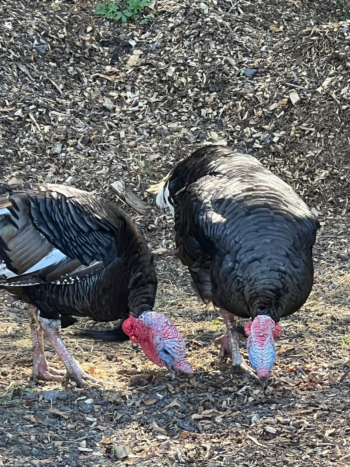 Turkeys | Greenwood Farm Animal Sanctuary